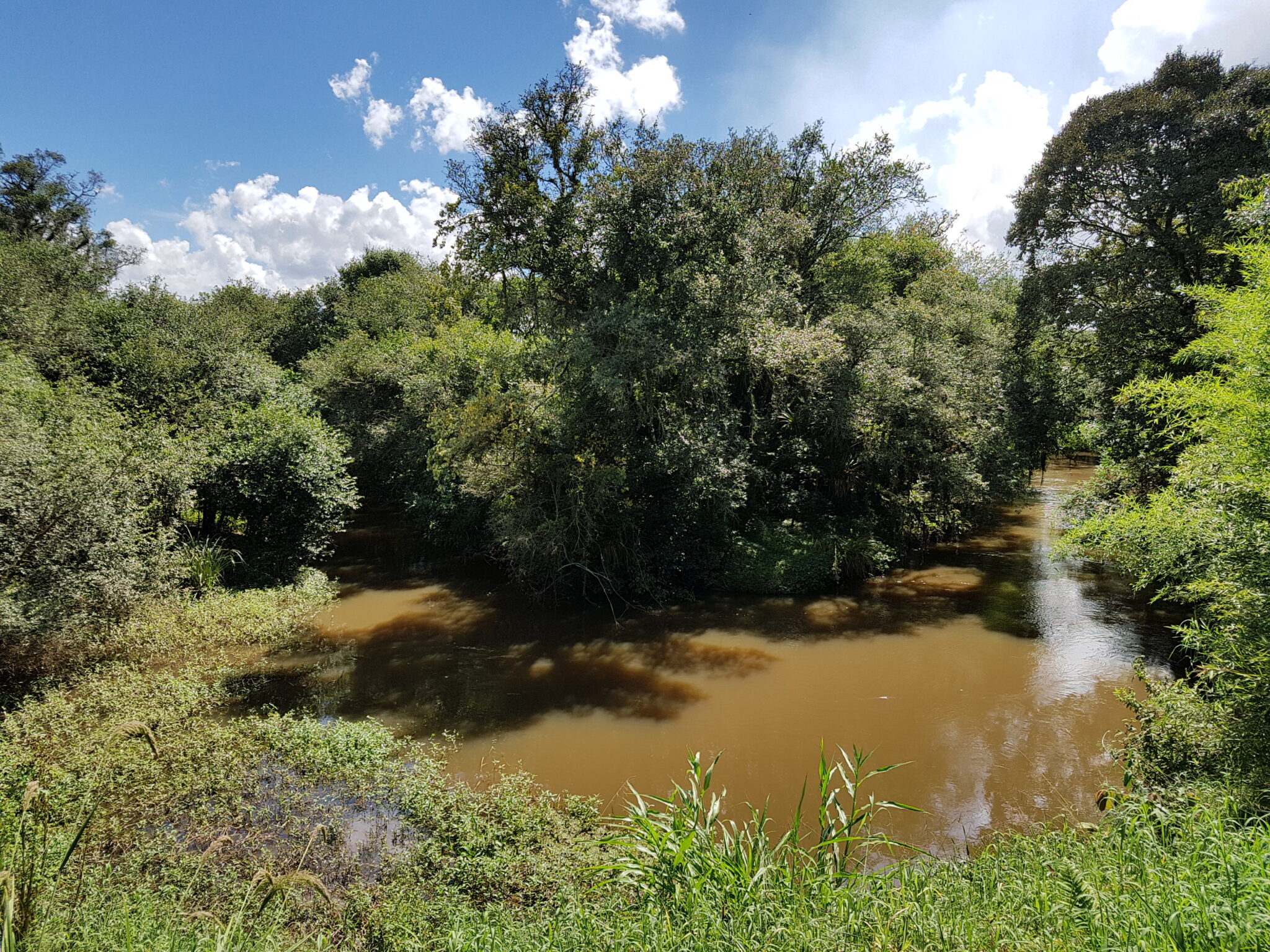 Preservação e recuperação da vegetação na bacia do Rio Miringuava podem ... Preservação e recuperação da vegetação na bacia do Rio Miringuava podem ...